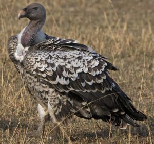 Rüppell’s Vulture, Gyps rueppelli | Vulture Conservancy